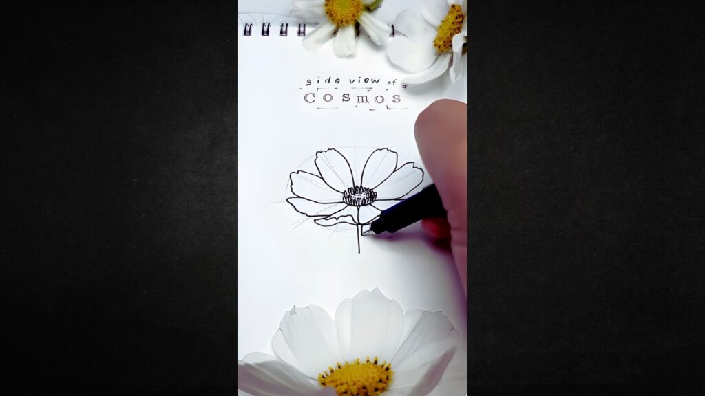 Cosmos Flower Drawing Ideas & Inspiration Guide - TheMasterCraft